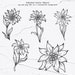 Edelweiss SVG Clipart, Vector Edelweiss Clipart, Alpine Flowers, Floral ...