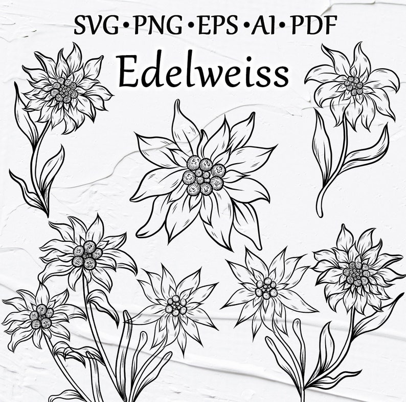 Edelweiss SVG Clipart, Vector Edelweiss Clipart, Alpine Flowers, Floral ...