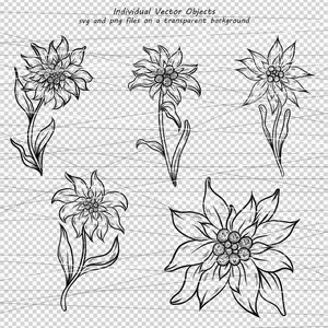 Edelweiss SVG Clipart, Vector Edelweiss Clipart, Alpine Flowers, Floral ...