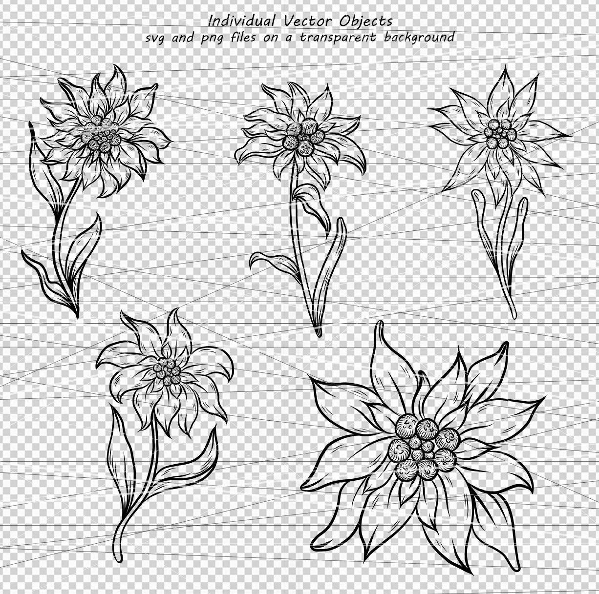 Edelweiss SVG Clipart, Vector Edelweiss Clipart, Alpine Flowers, Floral ...