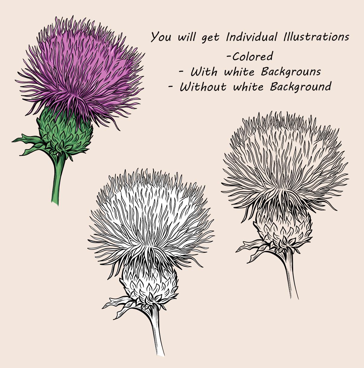 Thistle SVG Clipart, Vector Thistle Clipart, Scotland Flowers, Floral ...