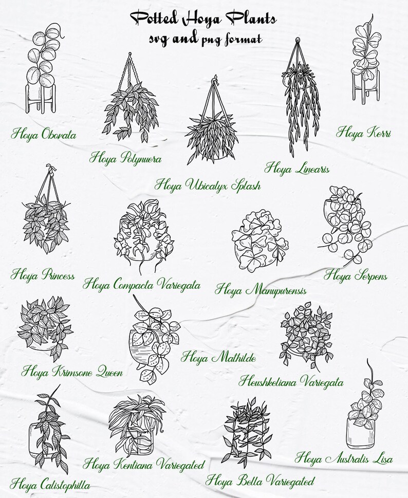 Vector Hoya Plants Clipart. House Plants Vector Clipart. Indoor Plants ...