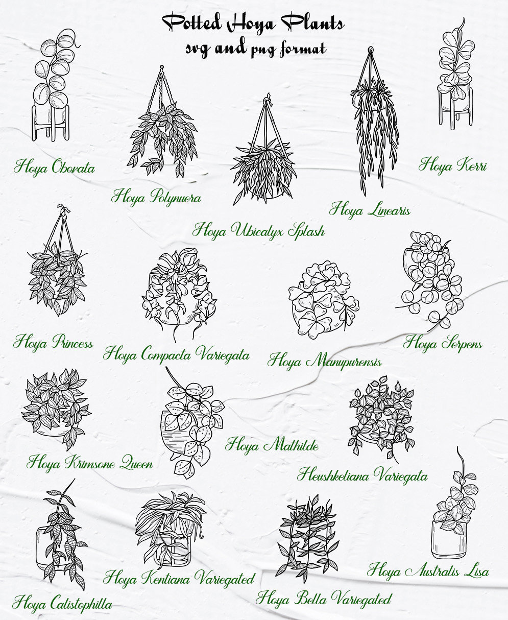 Vector Hoya Plants Clipart. House Plants Vector Clipart. Indoor Plants ...