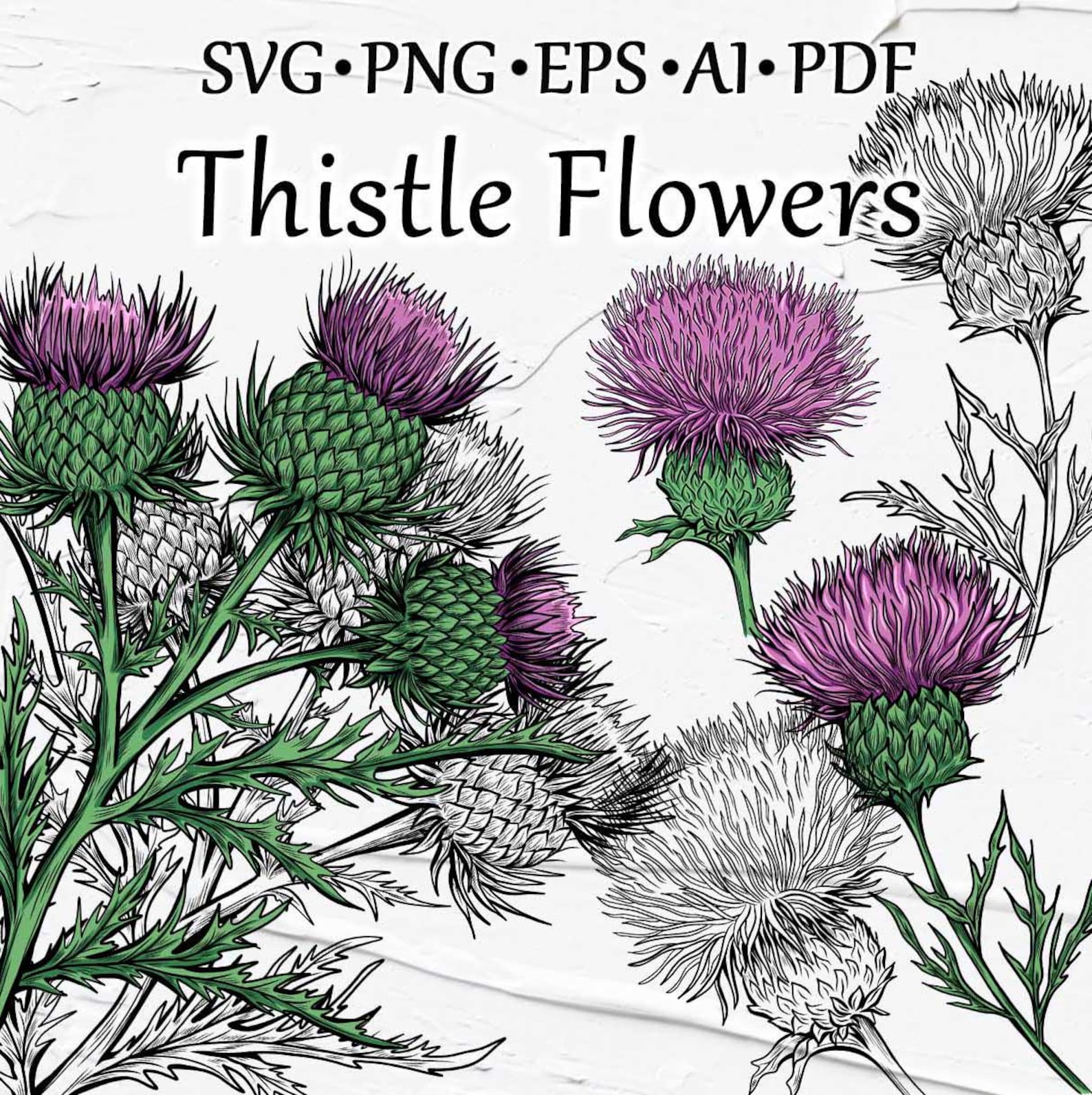 Thistle SVG Clipart, Vector Thistle Clipart, Scotland Flowers, Floral Clipart, Thistle Flower ...