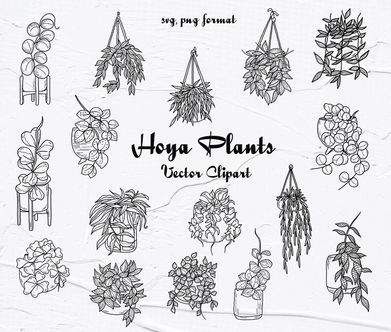 Vector Hoya Plants Clipart. House Plants Vector Clipart. | Etsy