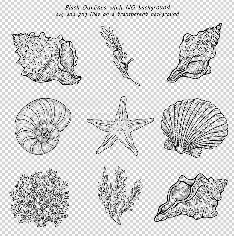 Seashell SVG, Ocean Seashells Outlines. Underwater, Marine, Seaweed Svg ...