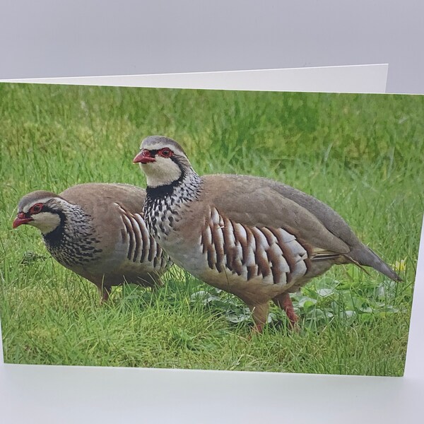 Partridge Bird - Etsy