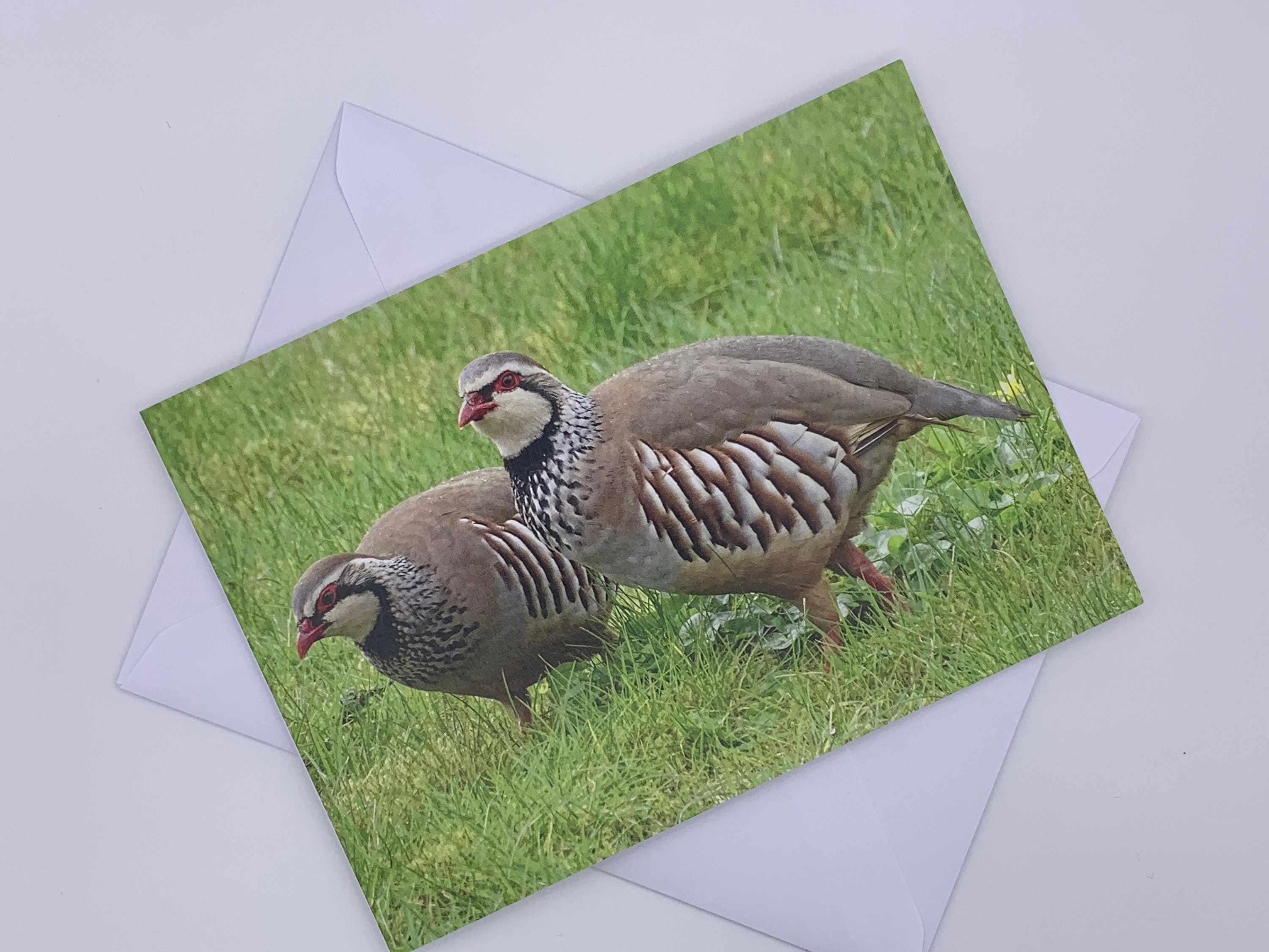 Red Legged Partridge Bird Card - in the Scottish Countryside - Scottish ...