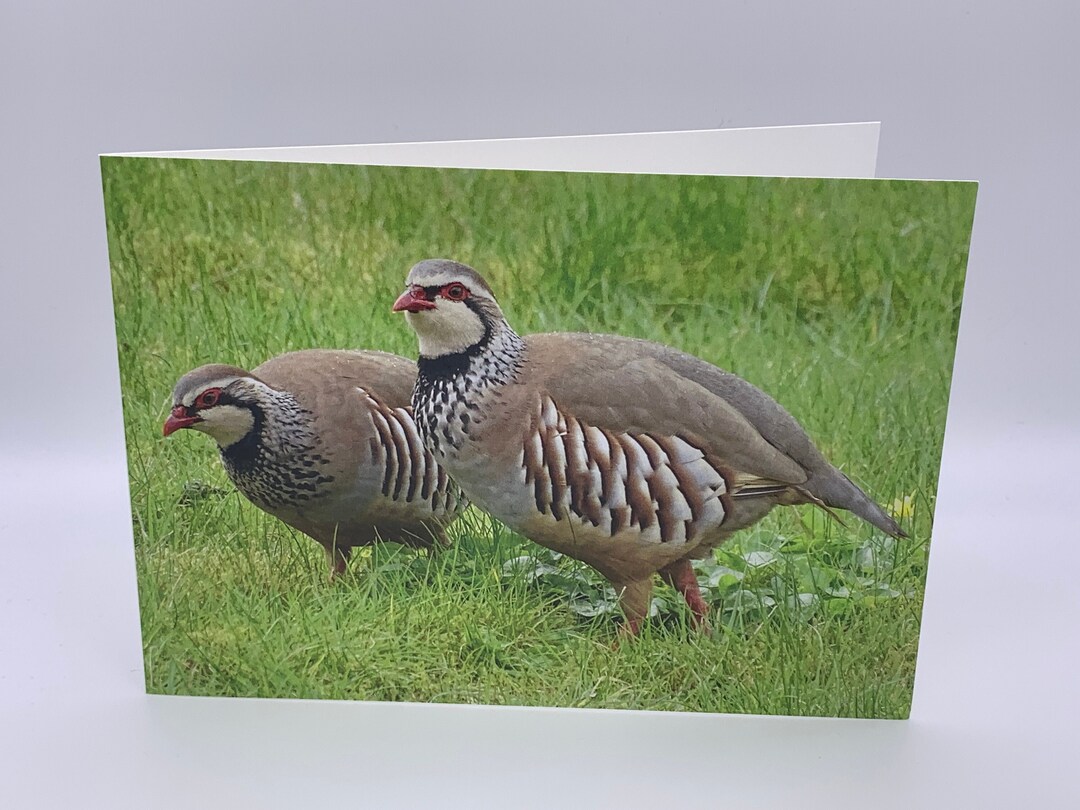 Red Legged Partridge Bird Card: Scottish Wildlife Photography - Etsy