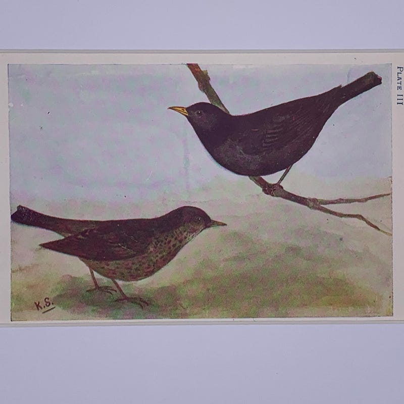 10x8 Mounted Picture Frame - Etsy