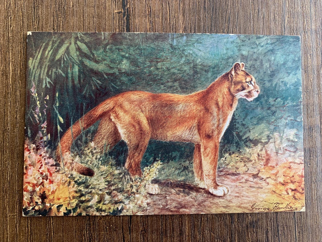 Puma Antique Postcard. Puma Wild Cat Vintage Postcard. Old Postcard ...