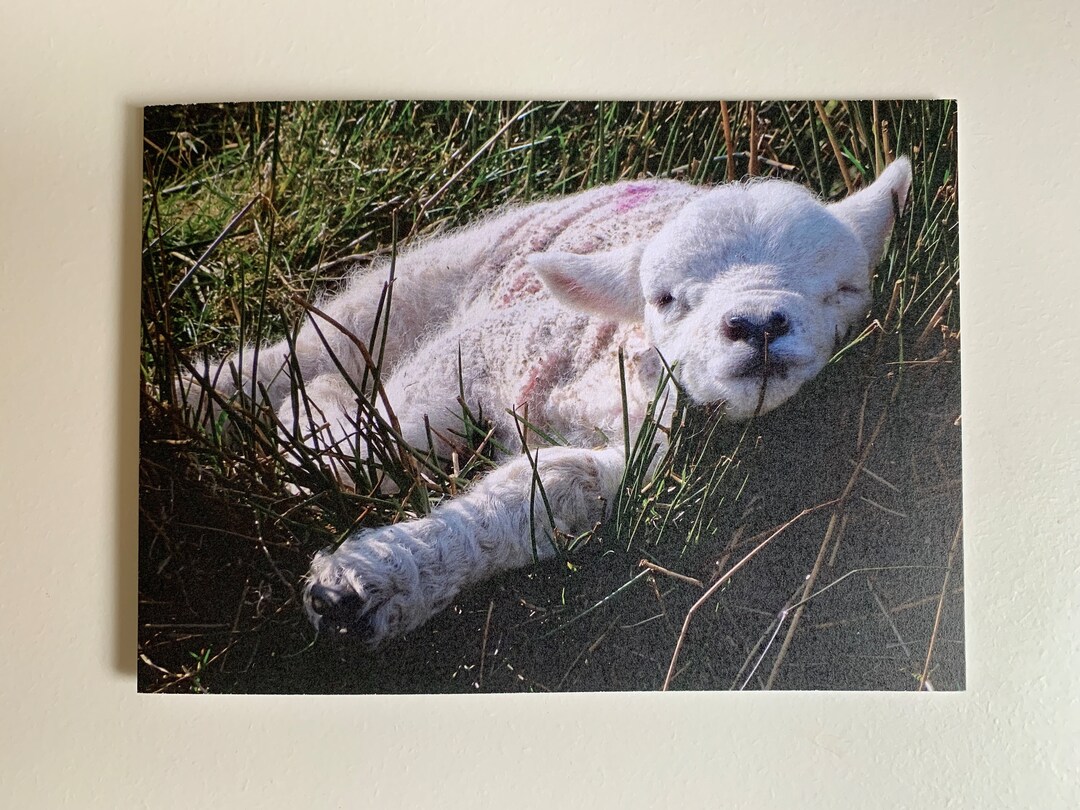 Sleepy Lamb Photo Card: Scottish Wildlife Photography, Isle of Mull - Etsy