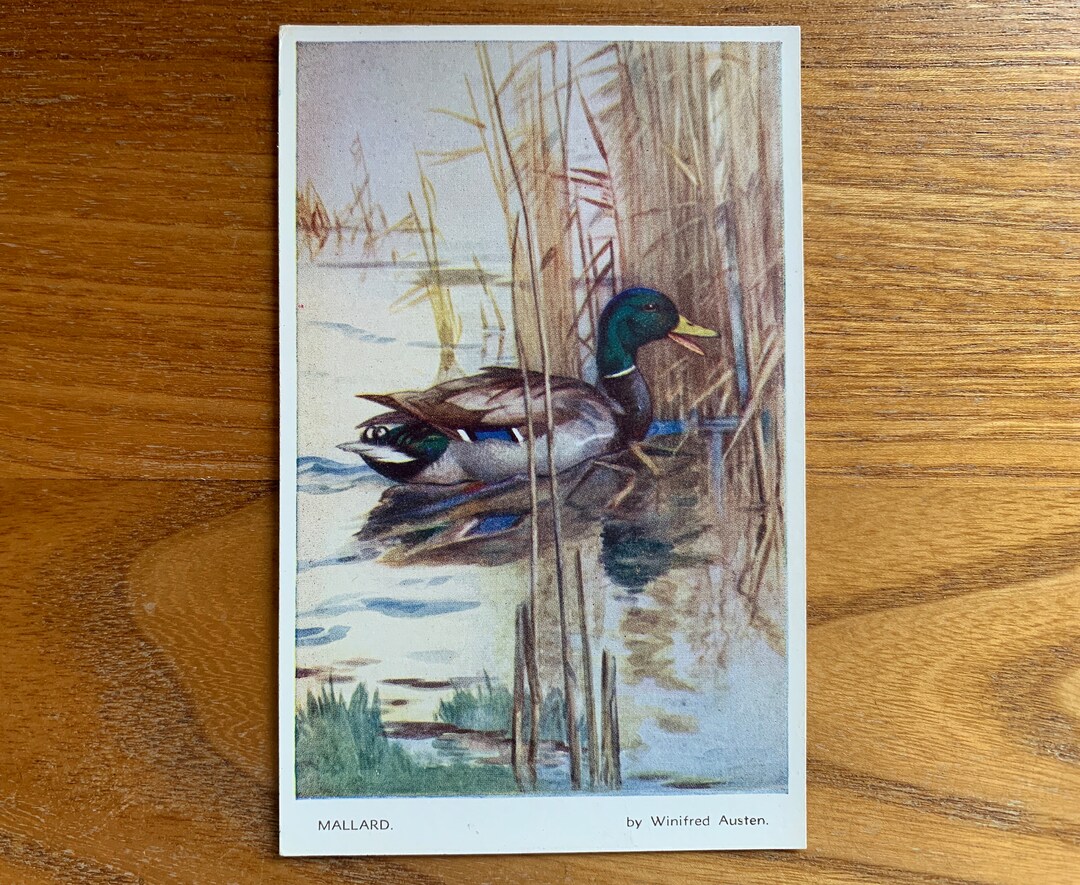 Mallard Duck Vintage Postcard: Winifred Austen Illustration, 1950s - Etsy