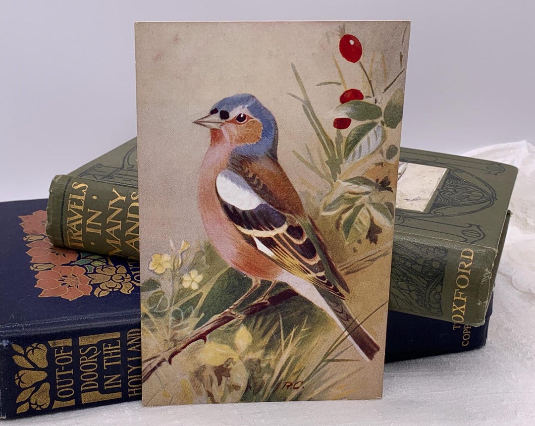 Vintage Chaffinch Bird Postcard, Roland Green Art, C1950 (PC214) - Etsy