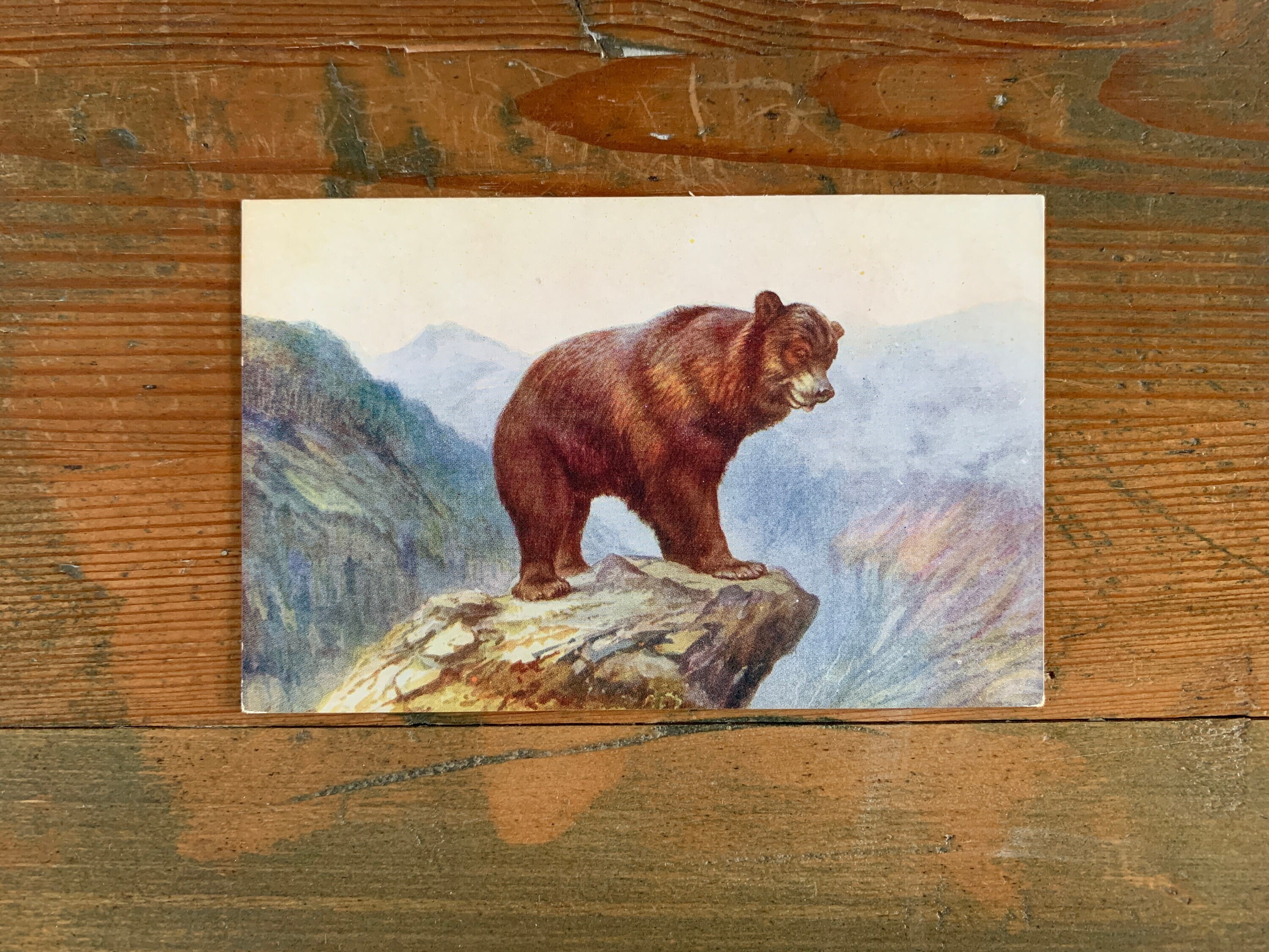 Brown Bear Antique Postcard. Brown Bear in the Wild. Old - Etsy