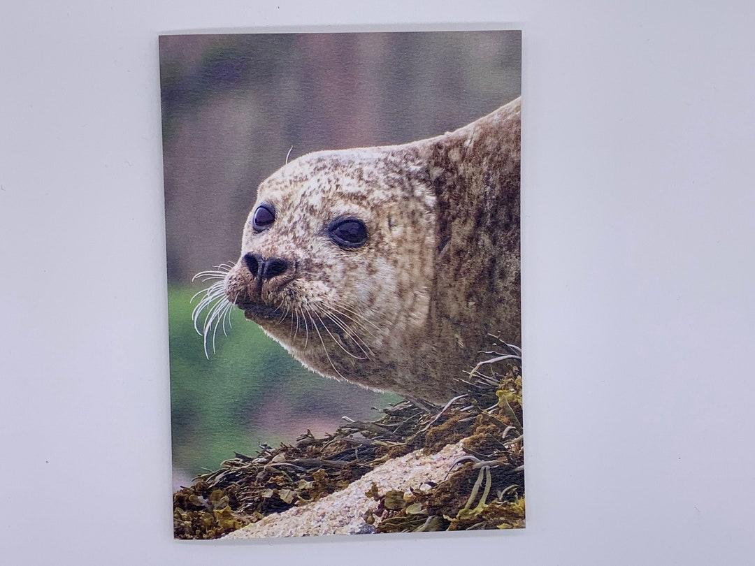 Atlantic Grey Seal Card. Nature Photo Card. Hebrides Card. Scottish ...