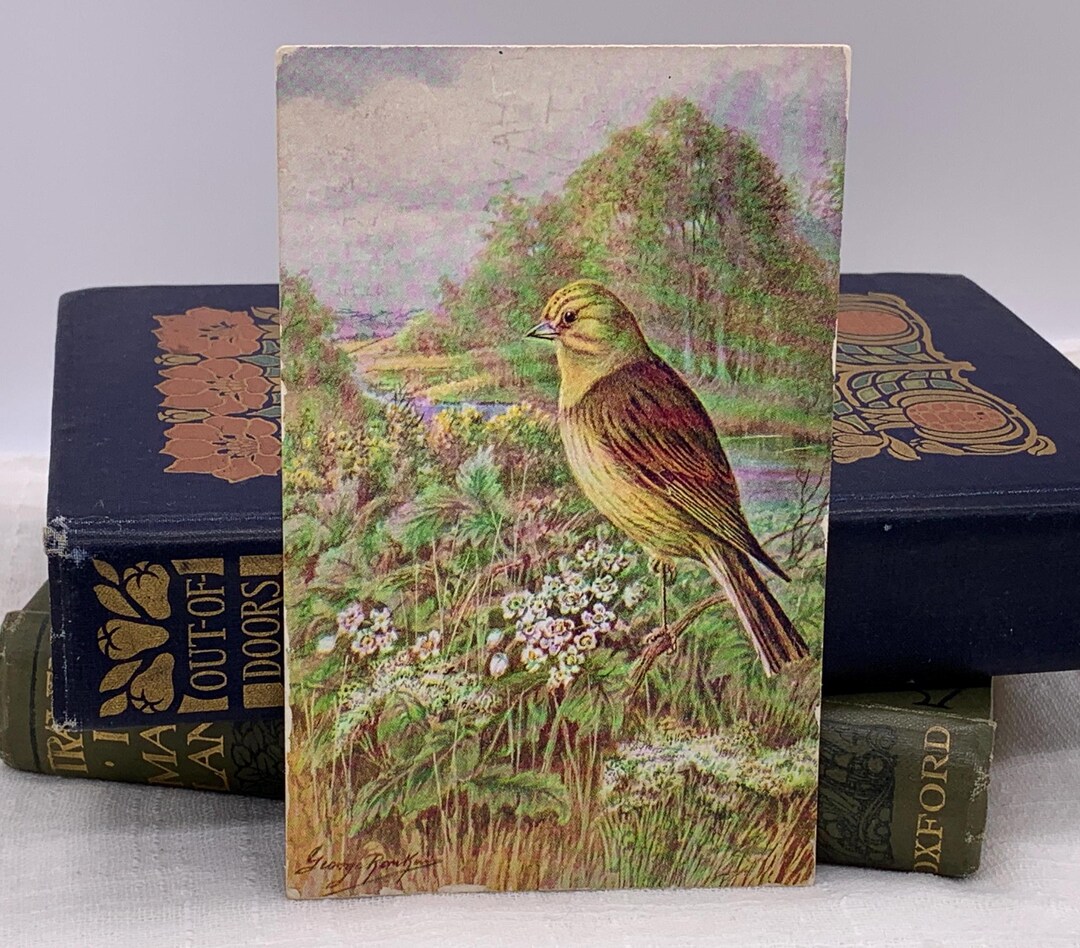 Vintage Yellow Hammer Bird Postcard, George Rankin Art C1957. (PC219 ...