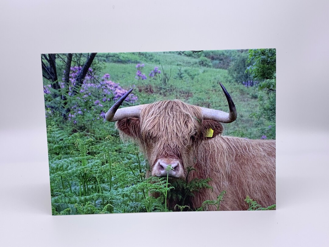 Highland Cow Card Scottish Hielan Coo Card on the Isle of - Etsy