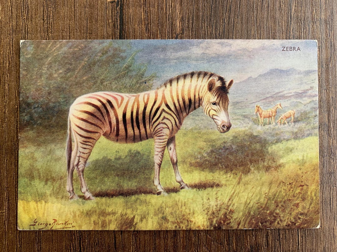 Zebra Antique Postcard. Zebras Wild Animals Vintage Postcard. Old ...