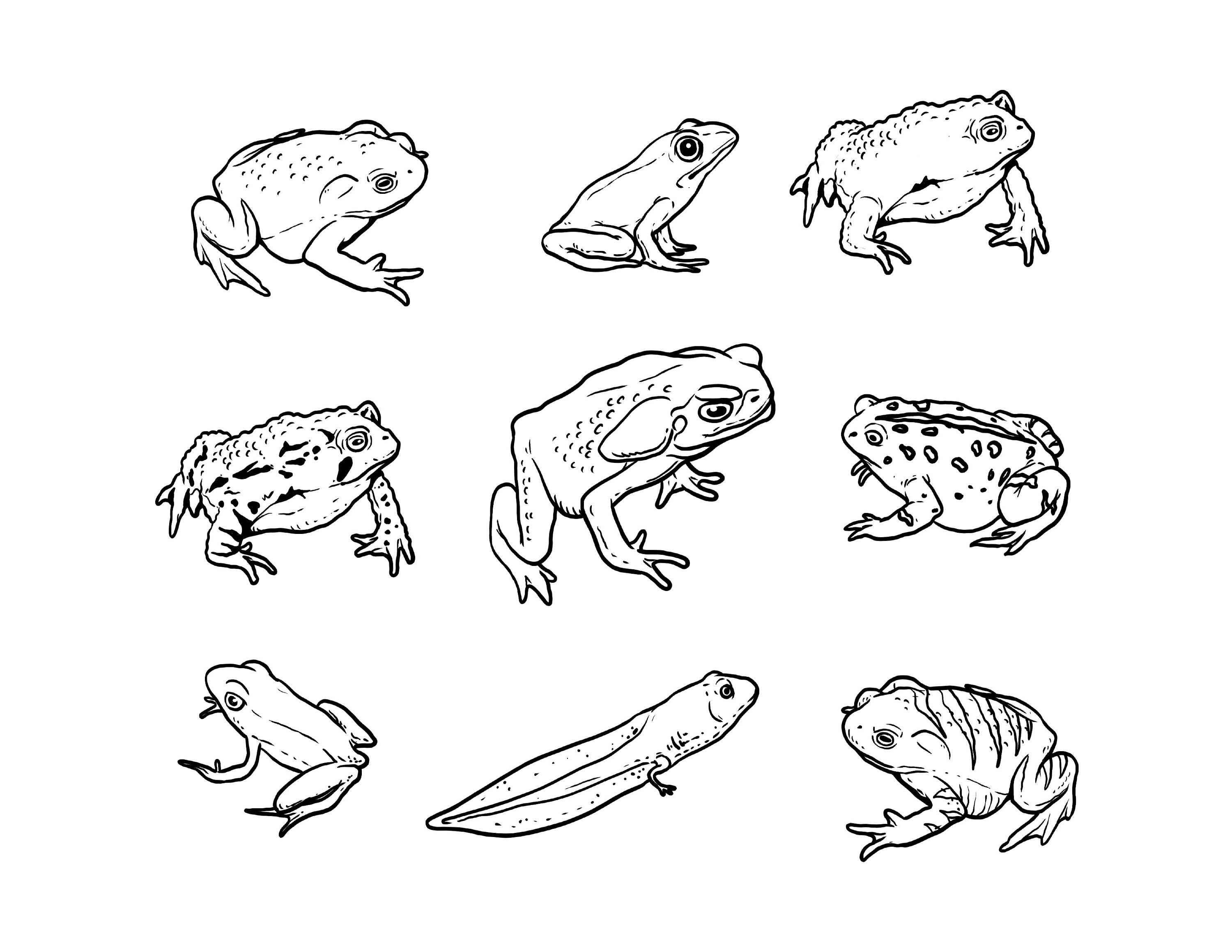 Poison Dart Frog Coloring Pages