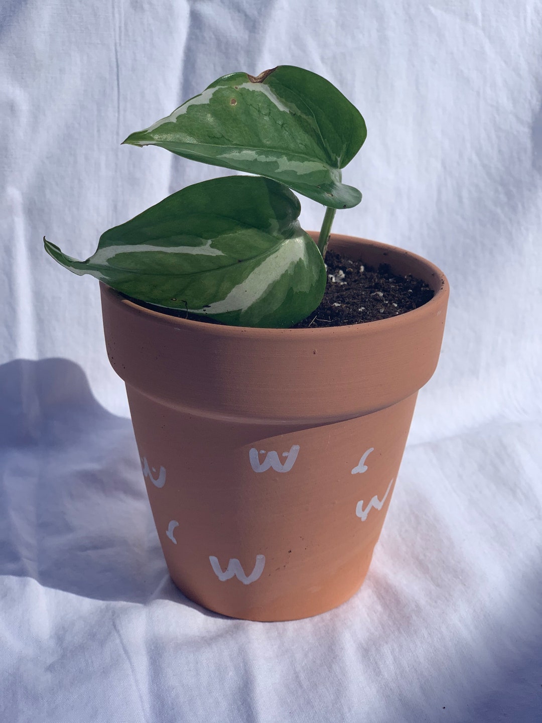 TIT & TIP Pot With Live Marble Pothos - Etsy