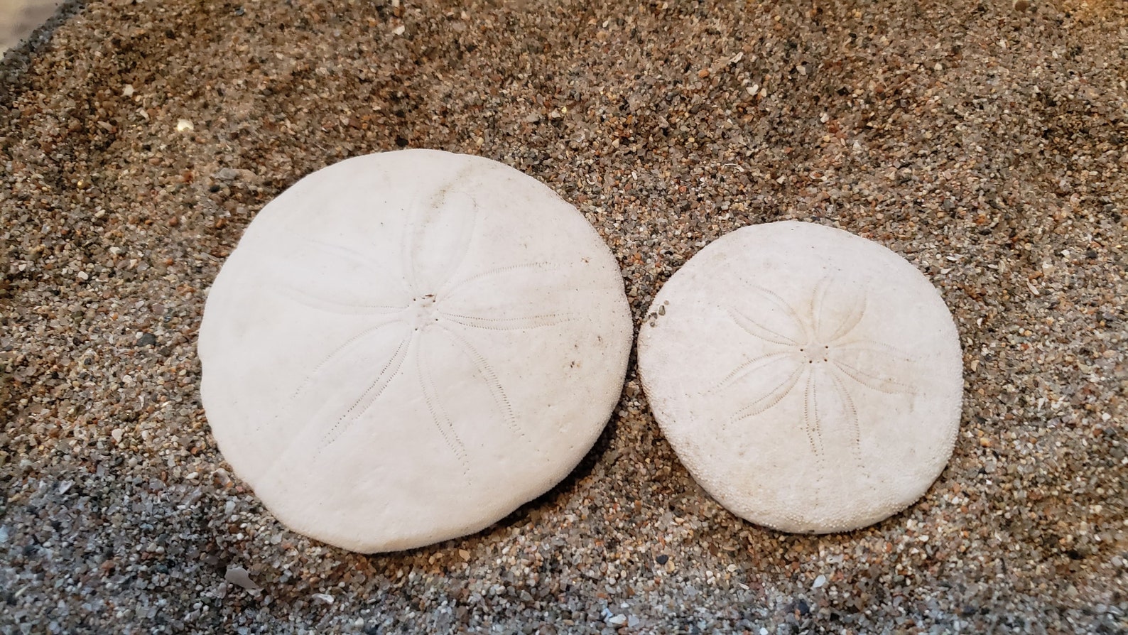Handpicked Maine Sand Dollars - Etsy