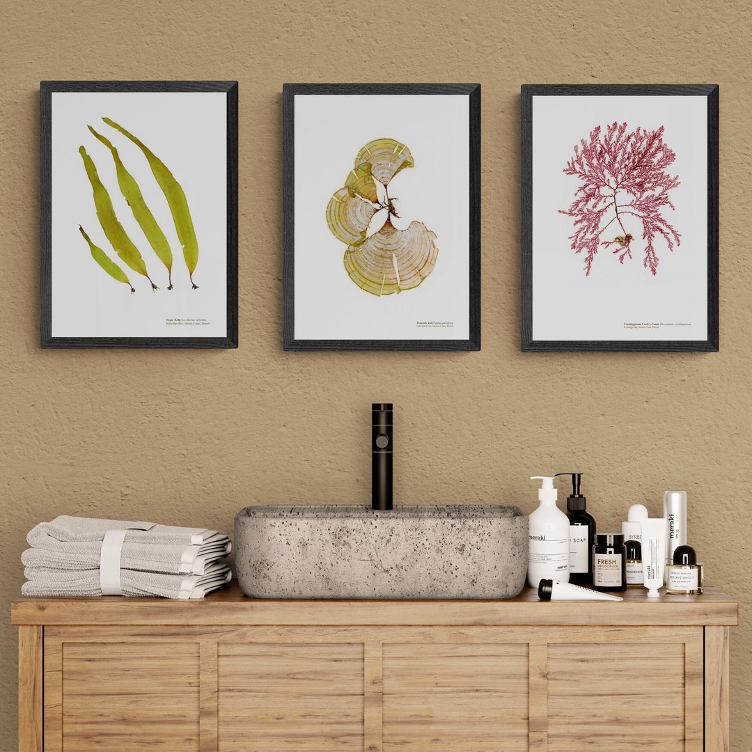 Pressed Seaweed Prints, Set of 3 Individual Limited Editions, Botanical ...