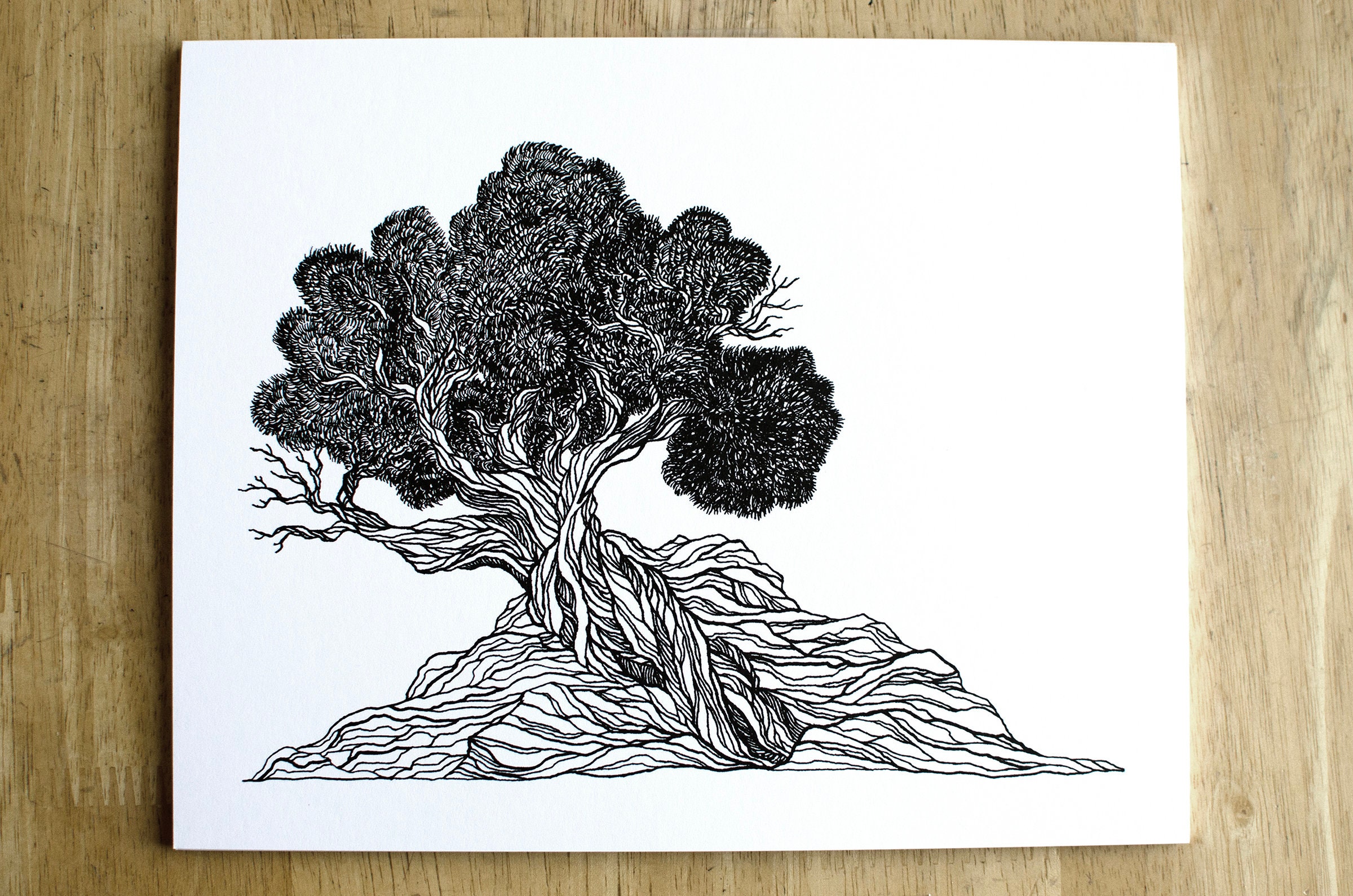 Juniper Tree Drawing
