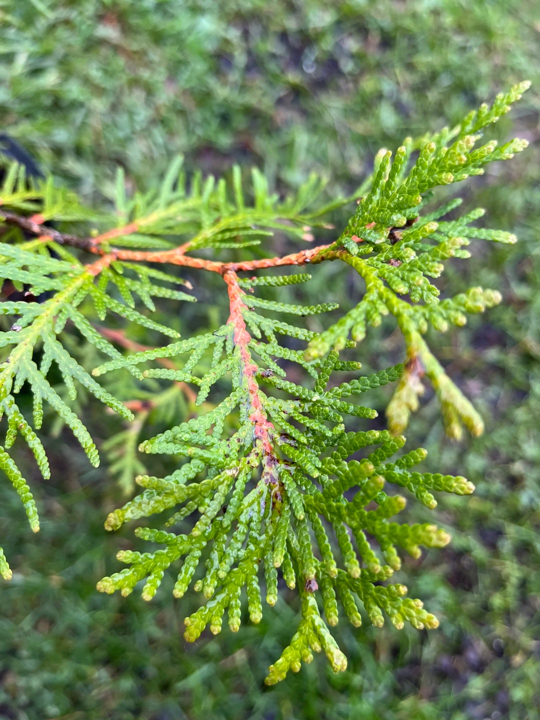NATIVE Northern White Cedar Seedlings - American Abervitae - Thujas ...