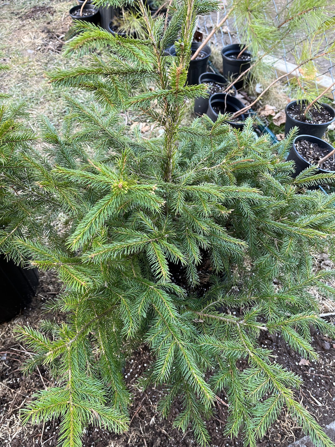 Red Spruce Seedlings - Picea Rubens - 1 Gallon Sized - Beautiful ...