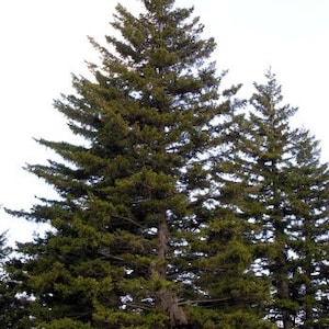 Red Spruce Seedlings - Picea Rubens - 1 Gallon Sized - Beautiful ...