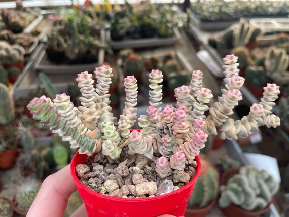 Crassula Marnieriana Fantasy Variegata Etsy