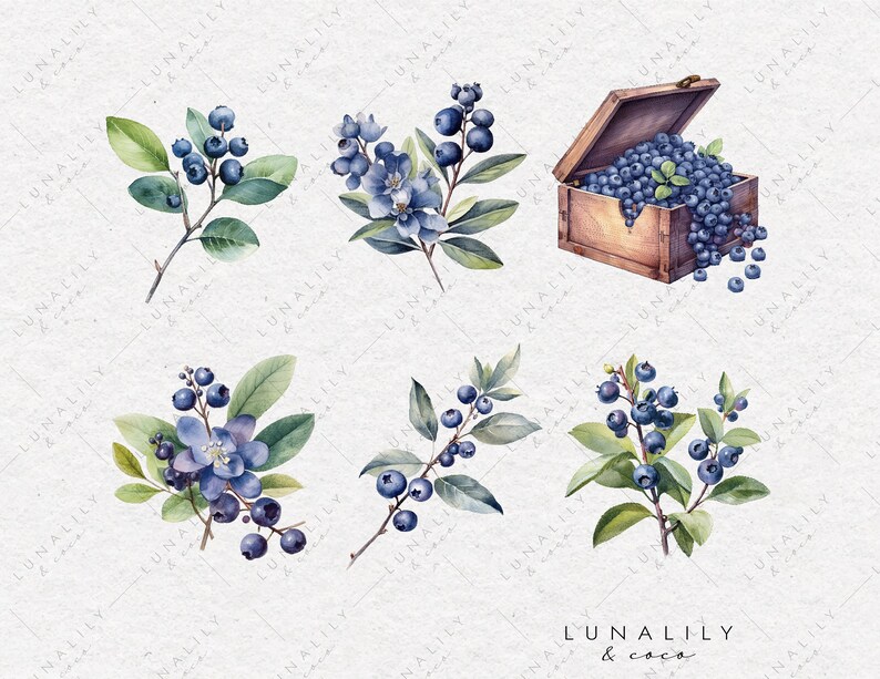 41 Watercolor Blueberries, Blueberry PNG, Blueberry Clipart, Commercial ...