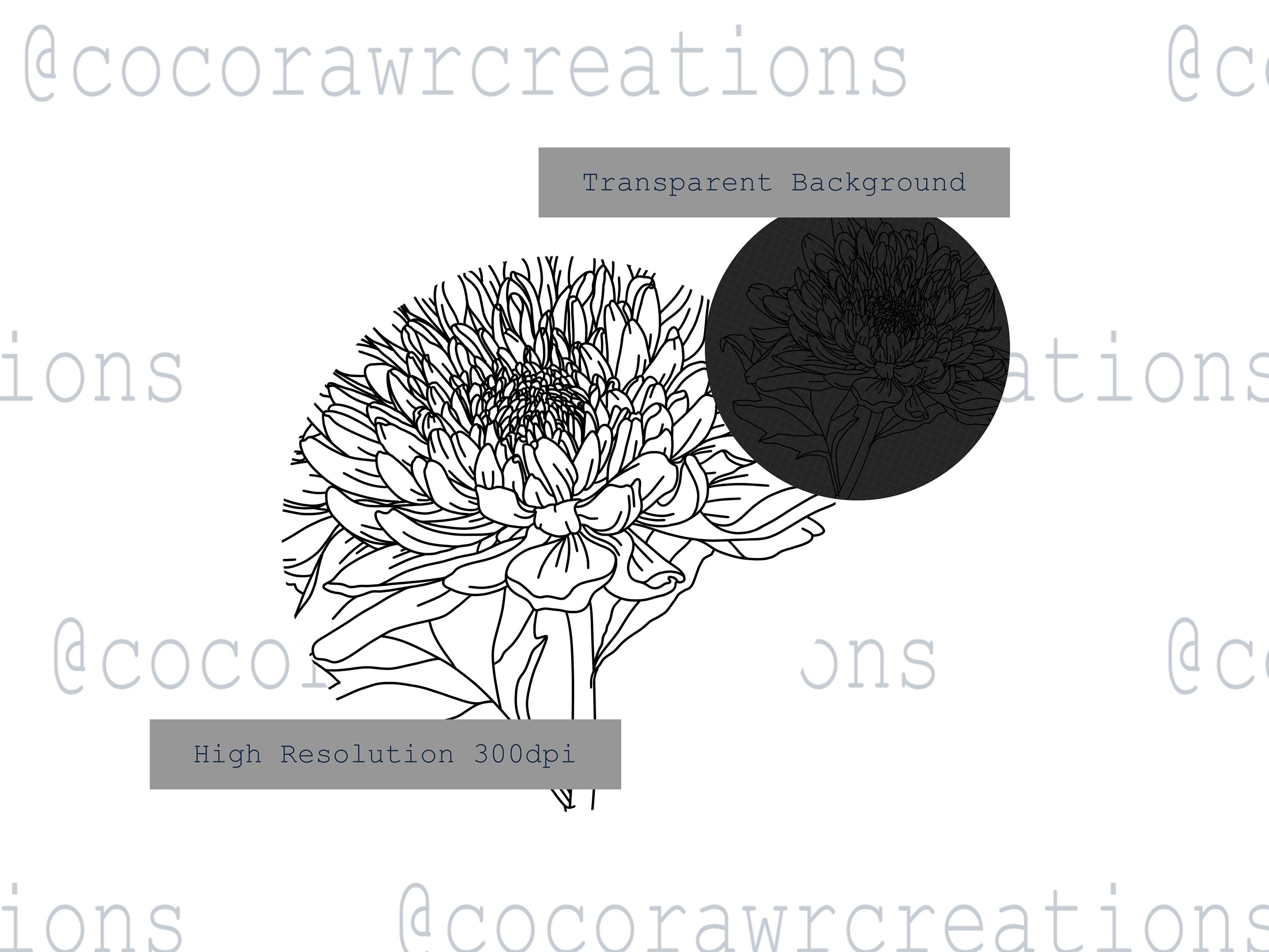 Chrysanthemum Hand Drawn Digital Clipart PNG File Digital Sticker Hand ...
