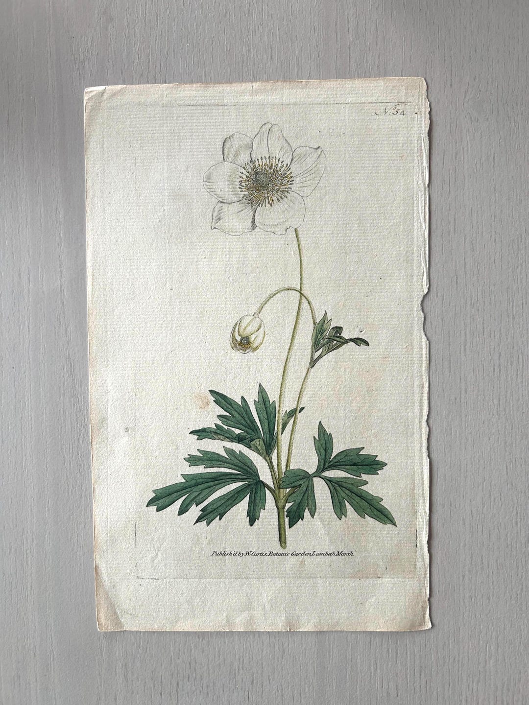 Antique 1787 Botanical Copperplate Engraving, Natural History White ...
