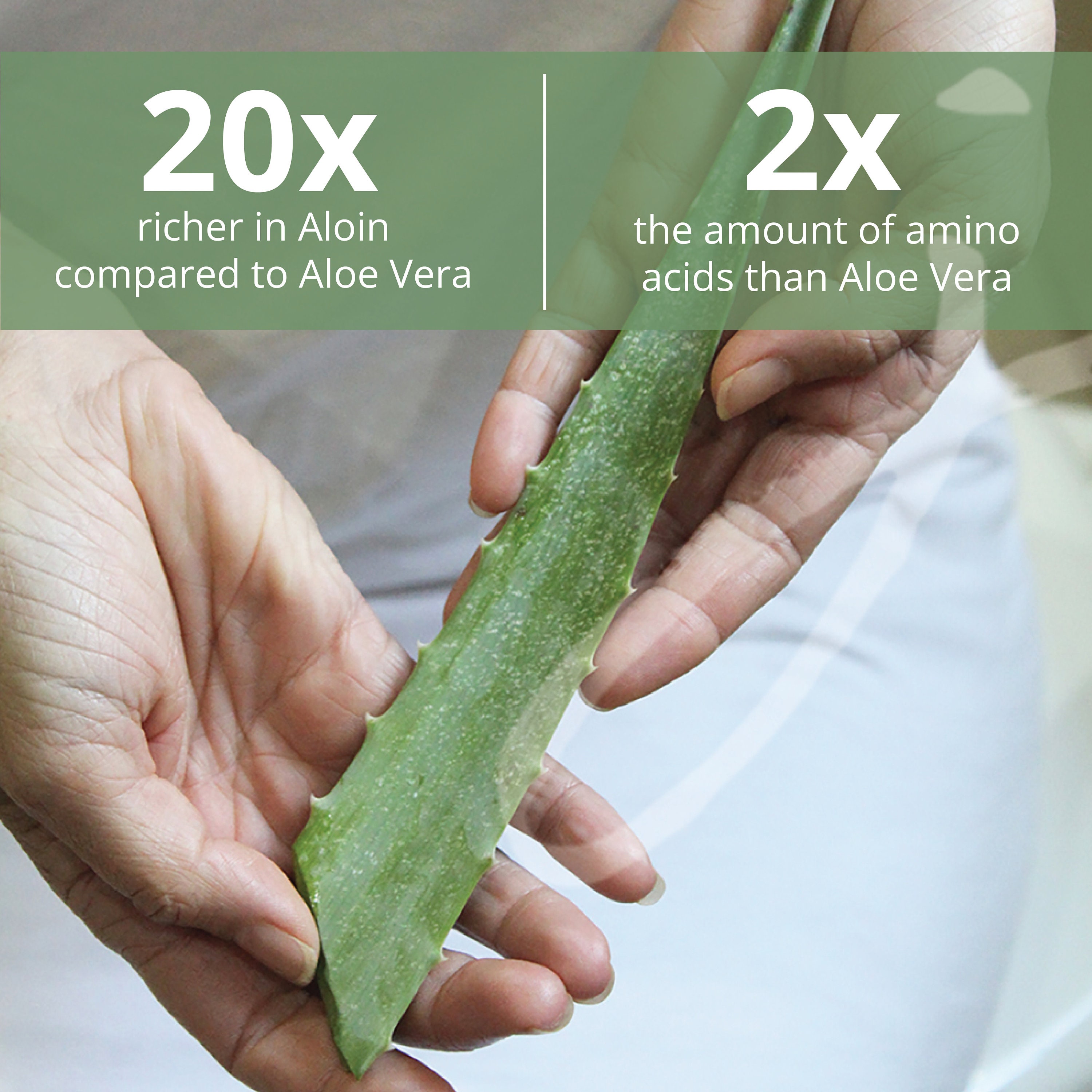 Cape Aloe Ferox Body Wash 500ml | Direct From South Africa - Etsy