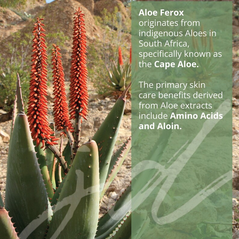 Cape Aloe Ferox Body Wash 500ml | Direct From South Africa - Etsy