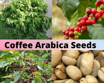 Arabica Coffee Seeds - Etsy