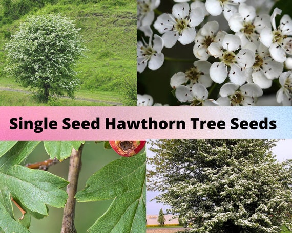 Single Seed Hawthorn Tree Seeds Crataegus Monogyna - Etsy