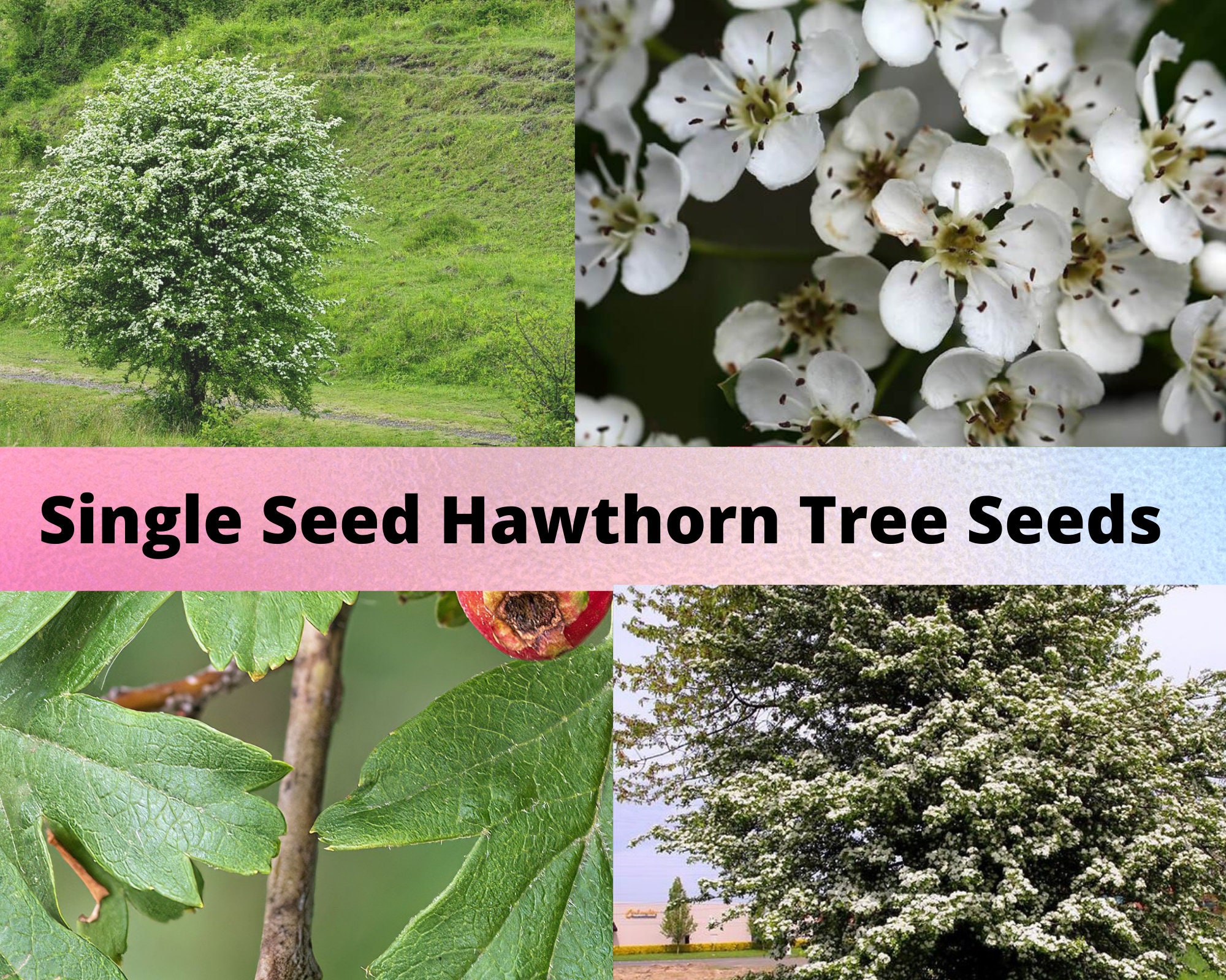 Single Seed Hawthorn Tree Seeds, Crataegus Monogyna - Etsy