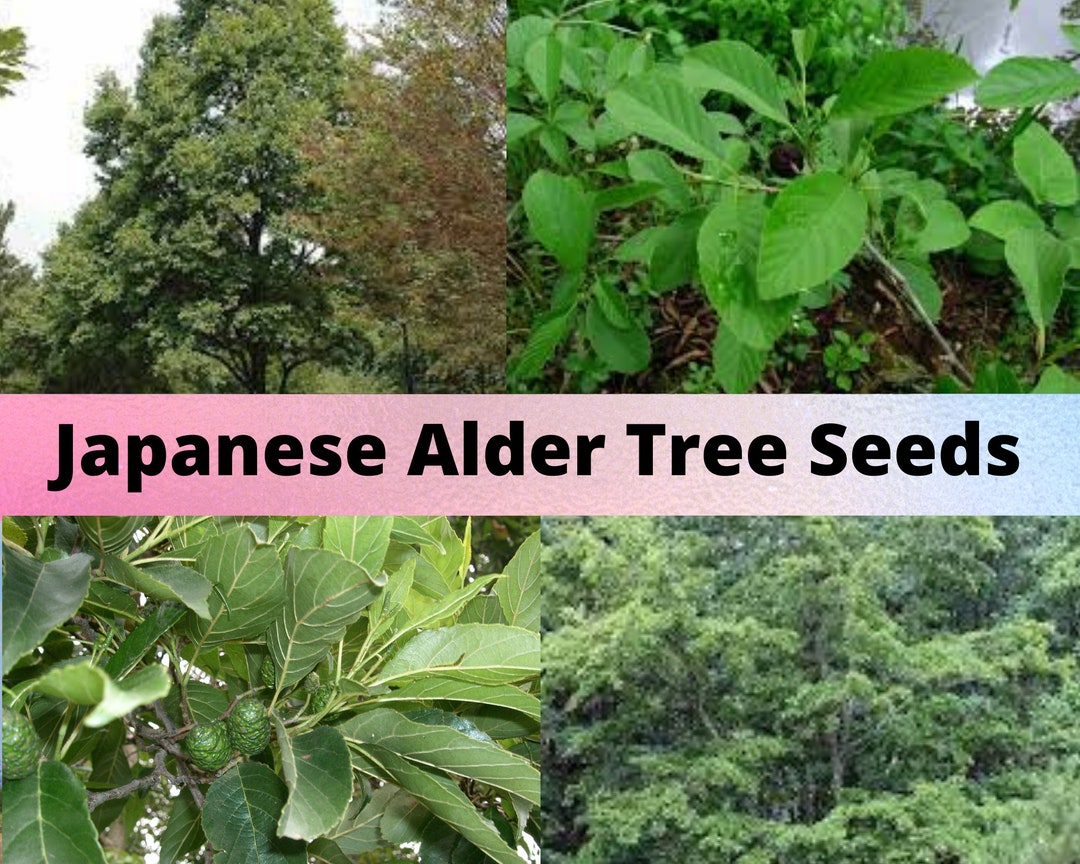 Japanese Alder Tree Seeds Alnus Japonica - Etsy
