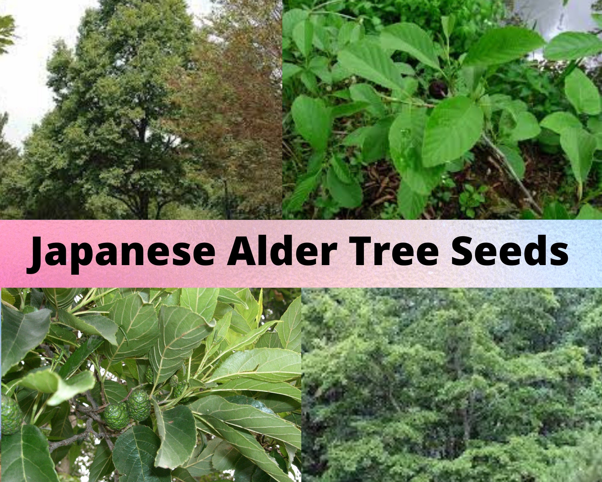 Japanese Alder Tree Seeds Alnus Japonica - Etsy