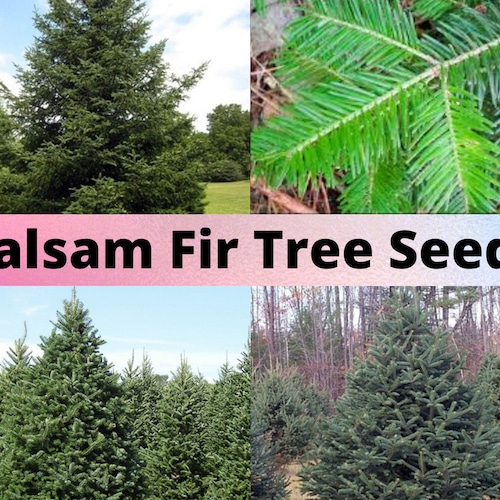Balsam Fir Tree Seeds abies Balsamea - Etsy