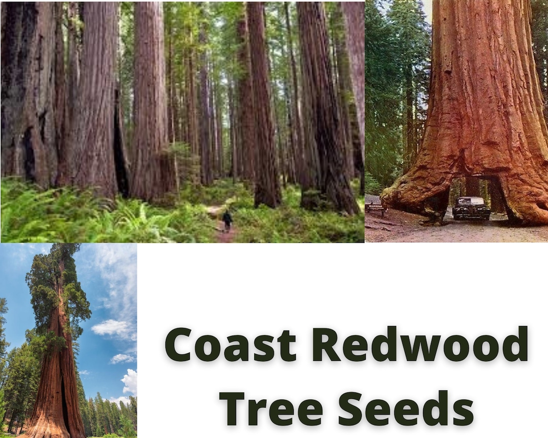 Coast Redwood Tree Seeds, Sequoia Sempervirens - Etsy