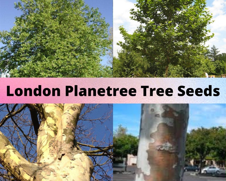 London Planetree Seeds, Platanus Acerifolia - Etsy