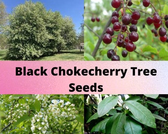 Chokecherry Seeds - Etsy