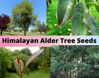 West Himalayan Alder Tree Seeds alnus Nitida - Etsy