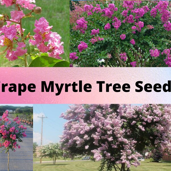 Myrtle Tree - Etsy