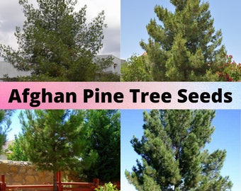 Seeds for Planting Pinus Eldarica Seeds Afghan Pine Mondell - Etsy
