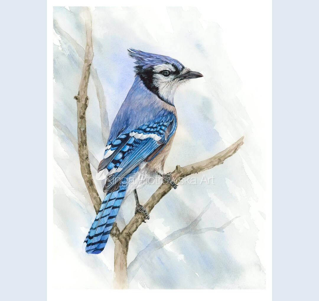 Art Print of Blue Jay, Realistic Watercolor Bird Art, Giclee Print ...